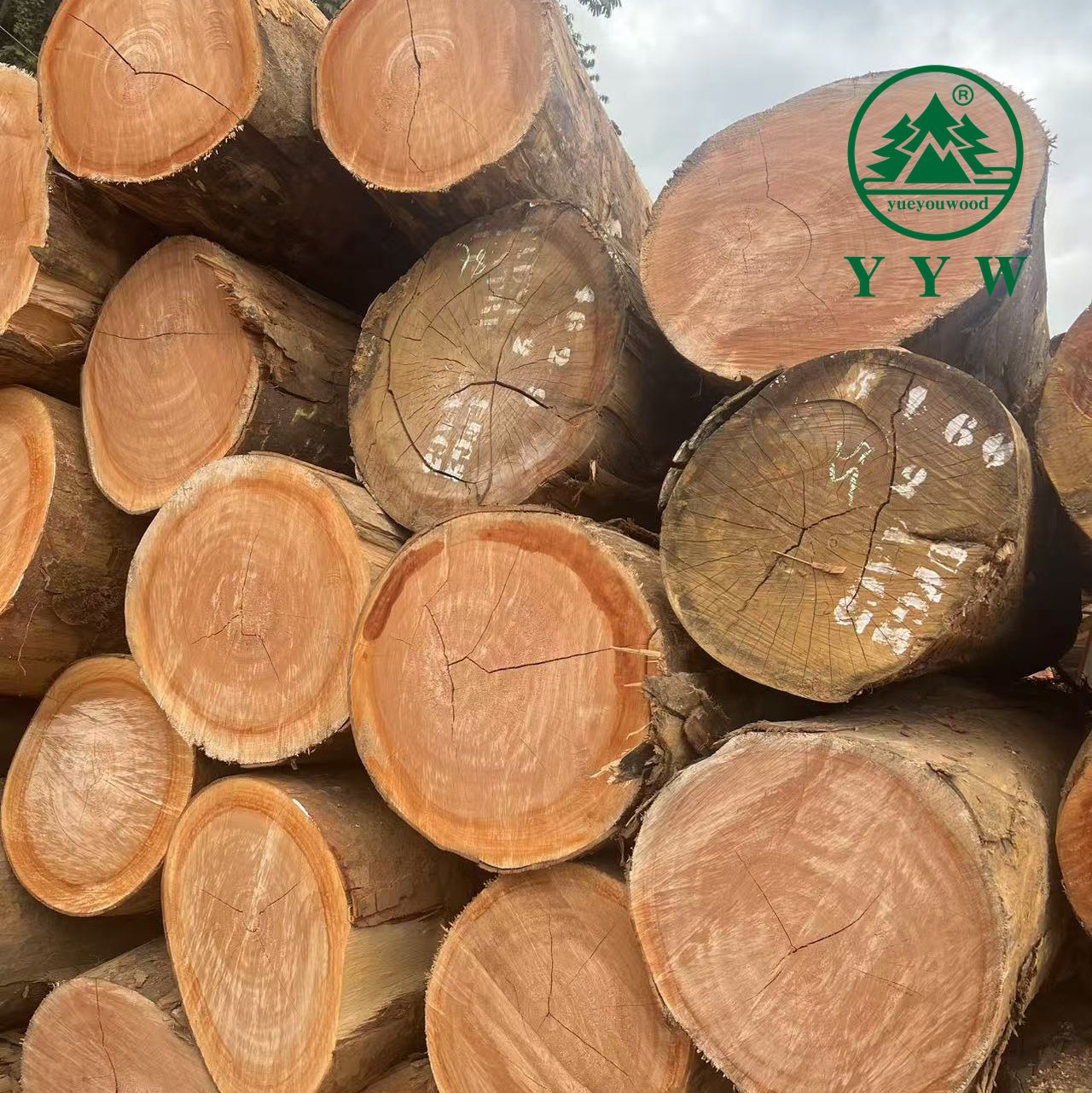 African Okoume Wood for Sale | Gabon Timber Company
